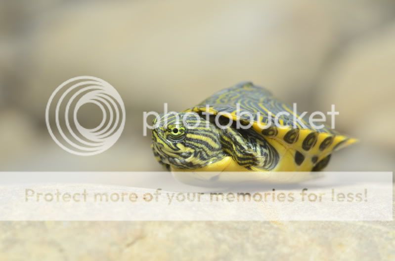 Franklin County, AR baby turtle ID for NAFHA entry...? - Field Herp Forum