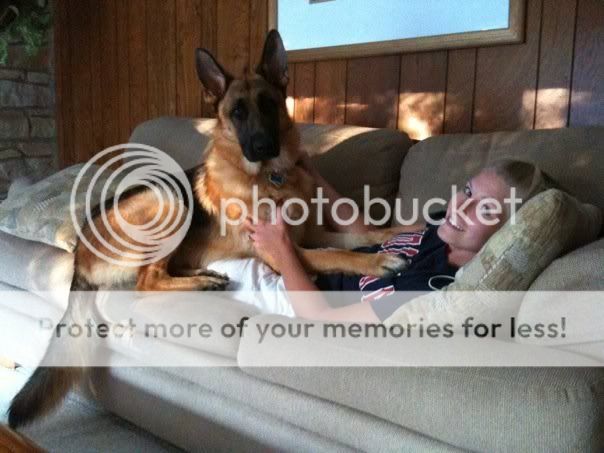85 lb. lap dog! | German Shepherds Forum