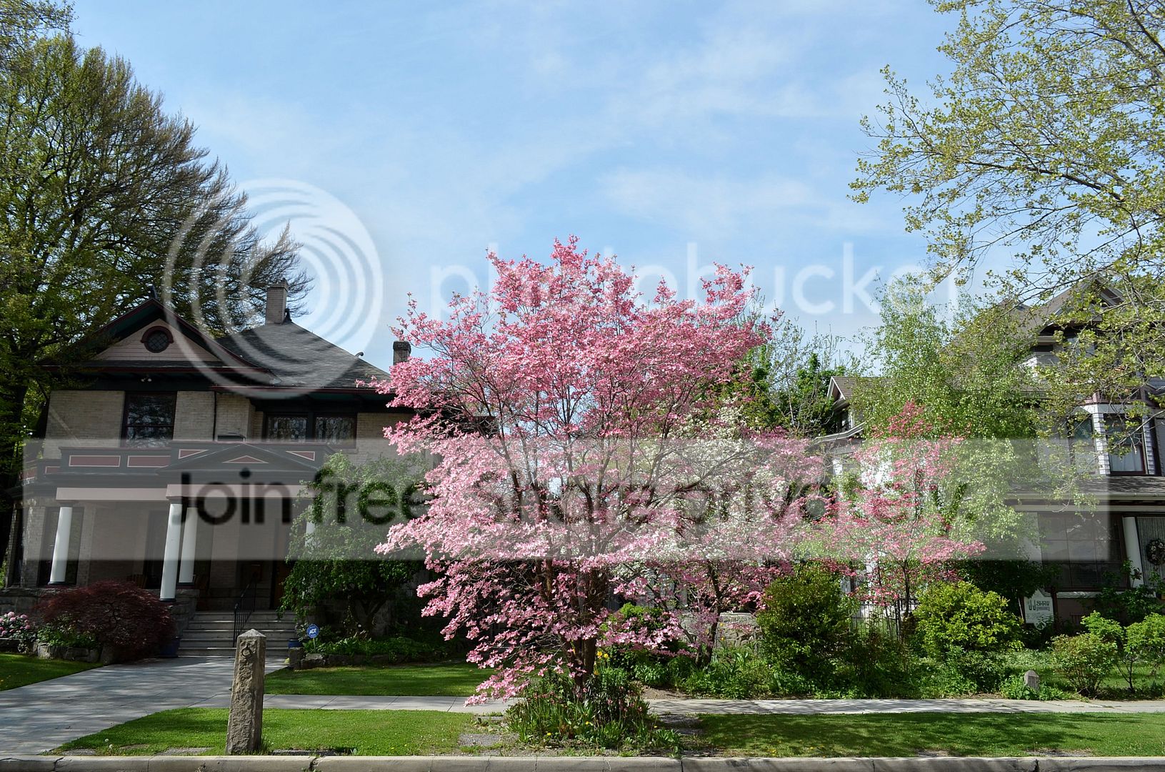 Boise Blossoms like the Rose ~ Spring - SkyscraperPage Forum