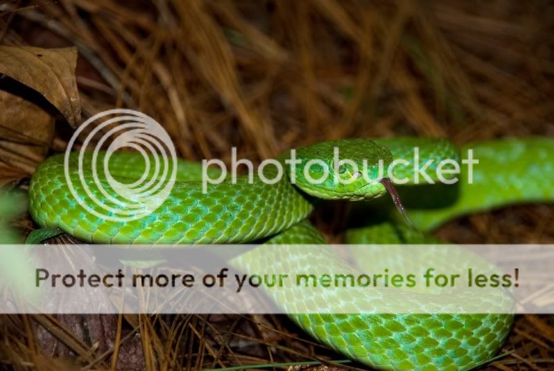 Green things | Reptile Forums