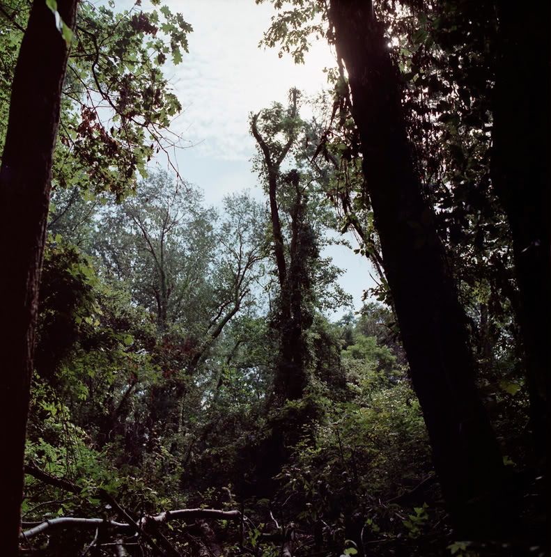Ohio Old-Growth Forests: Caldwell Preserve (Cincinnati) - City Photos ...