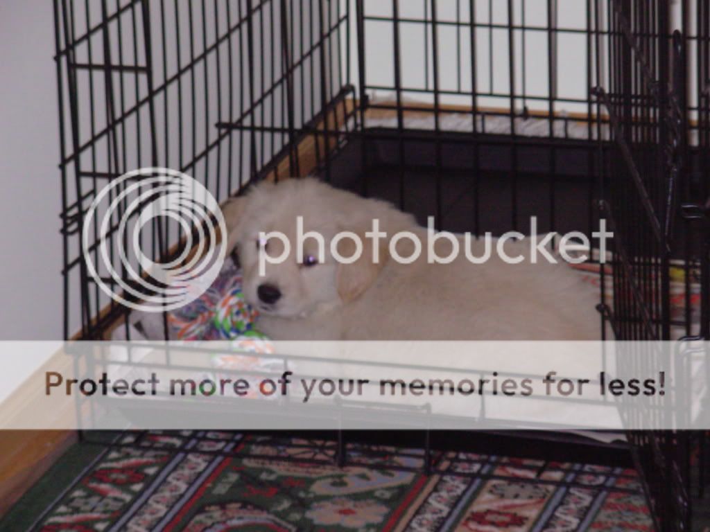 [PICTURES] Introducing Dichi's Living The Good Life "Lucky" | Golden ...