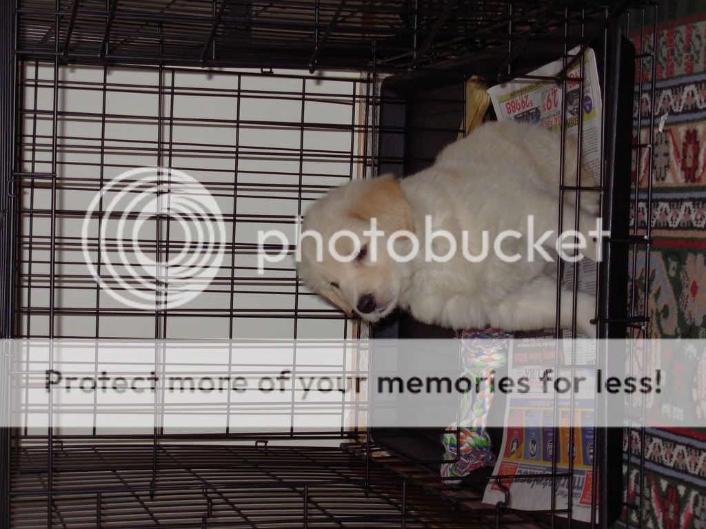 [PICTURES] Introducing Dichi's Living The Good Life "Lucky" | Golden ...