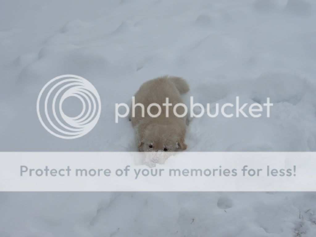 [PICTURES] Introducing Dichi's Living The Good Life "Lucky" | Golden ...